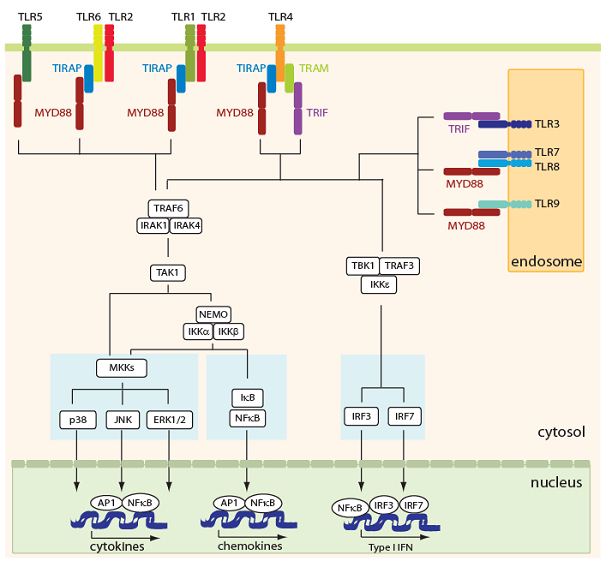 Pattern Recognition Receptors Prrs Toll Like Receptors British